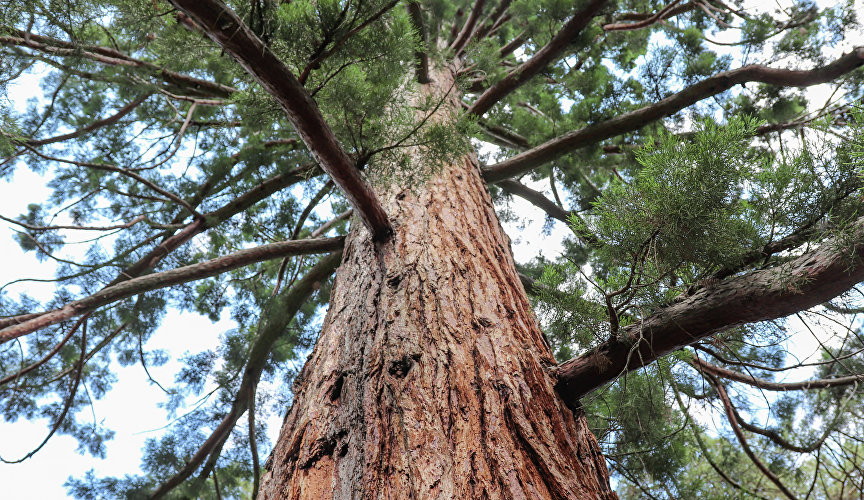 Miracle trees of the Nikitsky Botanical Garden: a thousand-year-old ...